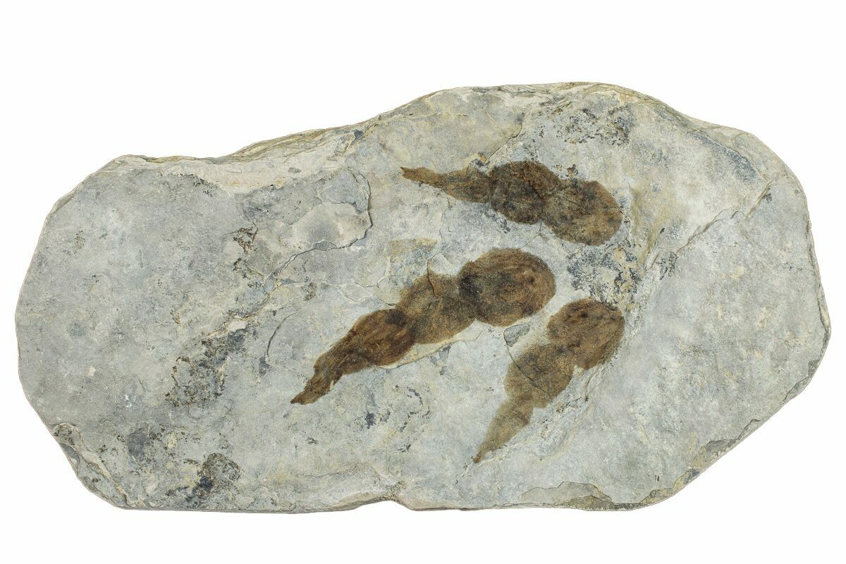 3.6" Dinosaur (Grallator) Track - Negative Impression (#293107) For ...