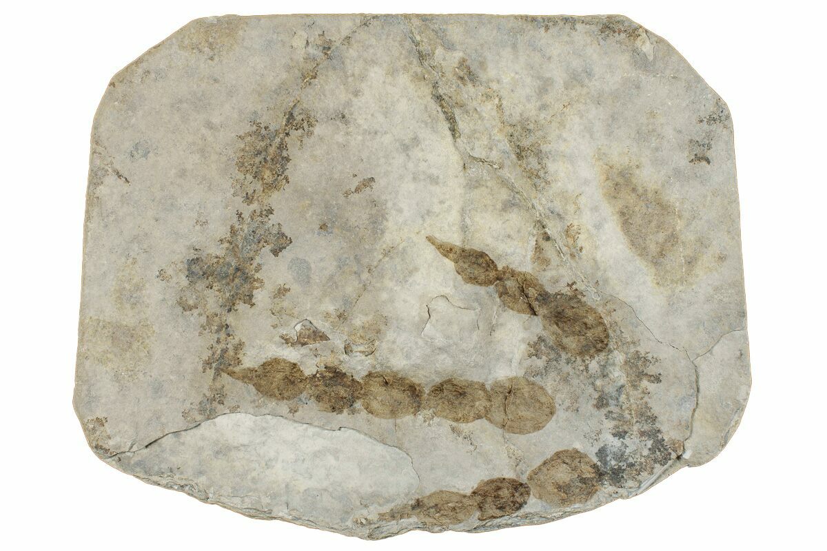 6.6" Dinosaur (Grallator) Track - Negative Impression (#293146) For ...