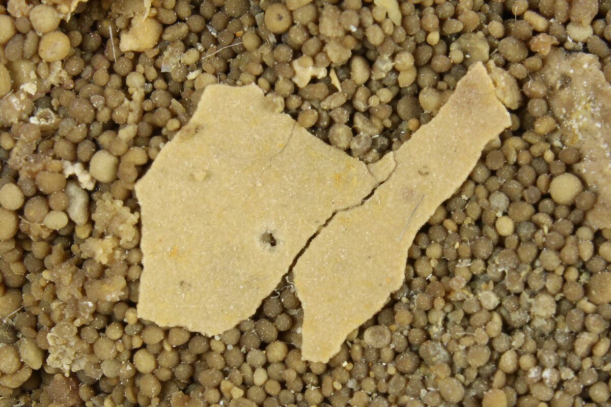 .37" Fossil Bird Egg Shell - France (#293712) For Sale - FossilEra.com