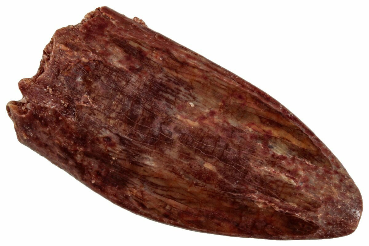 .92" Fossil Sauropod Dinosaur (Titanosaur) Tooth - Morocco (#293687 ...