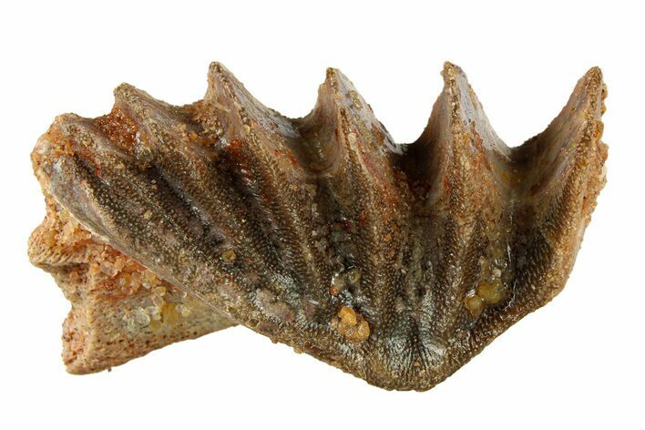 1.3" Cretaceous Lungfish (Ceratodus) Tooth Plate - Morocco (#294027 ...