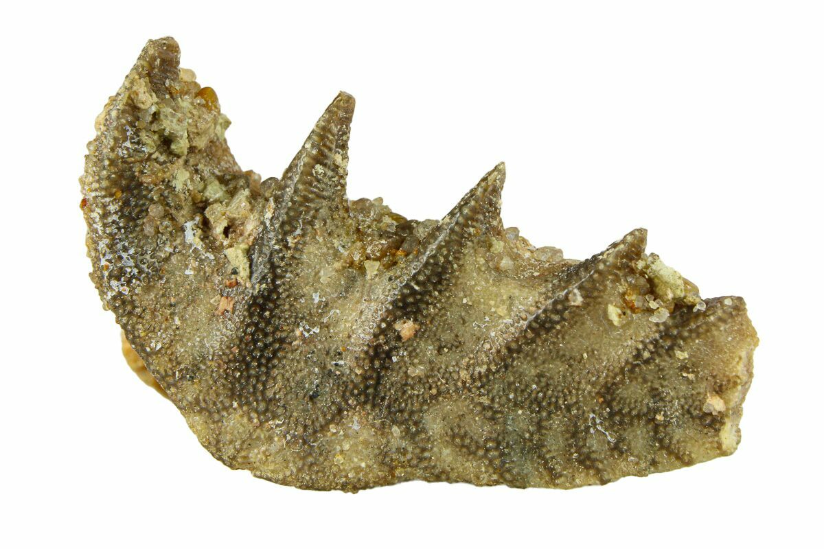 .9" Cretaceous Lungfish (Ceratodus) Tooth Plate - Morocco (#294049) For ...