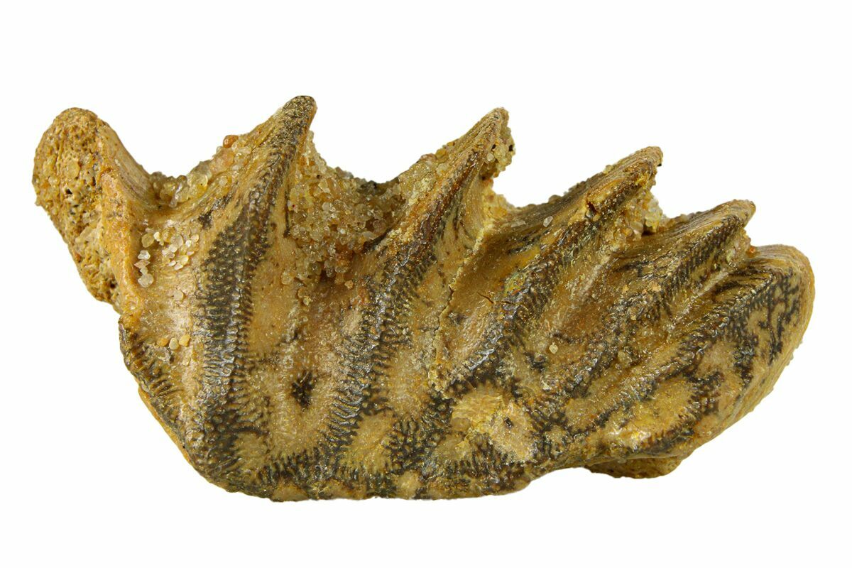 1.2" Cretaceous Lungfish (Ceratodus) Tooth Plate - Morocco (#294050 ...
