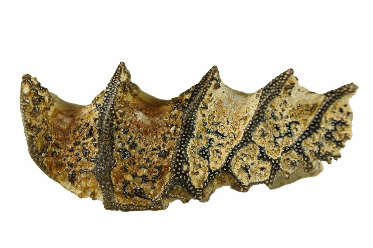 1.25" Cretaceous Lungfish (Ceratodus) Tooth Plate - Morocco (#294030 ...