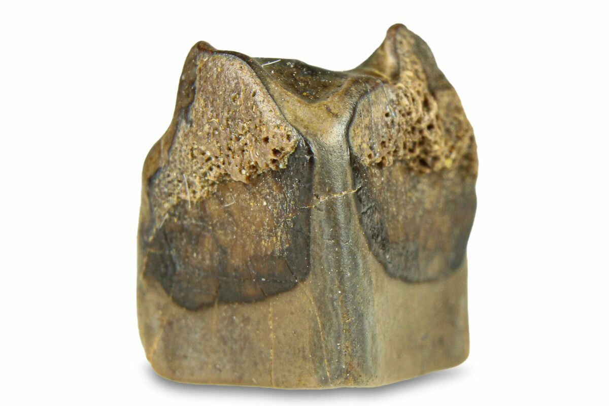 .30" Fossil Hadrosaur (Edmontosaurus) Shed Tooth - Wyoming (#293790 ...