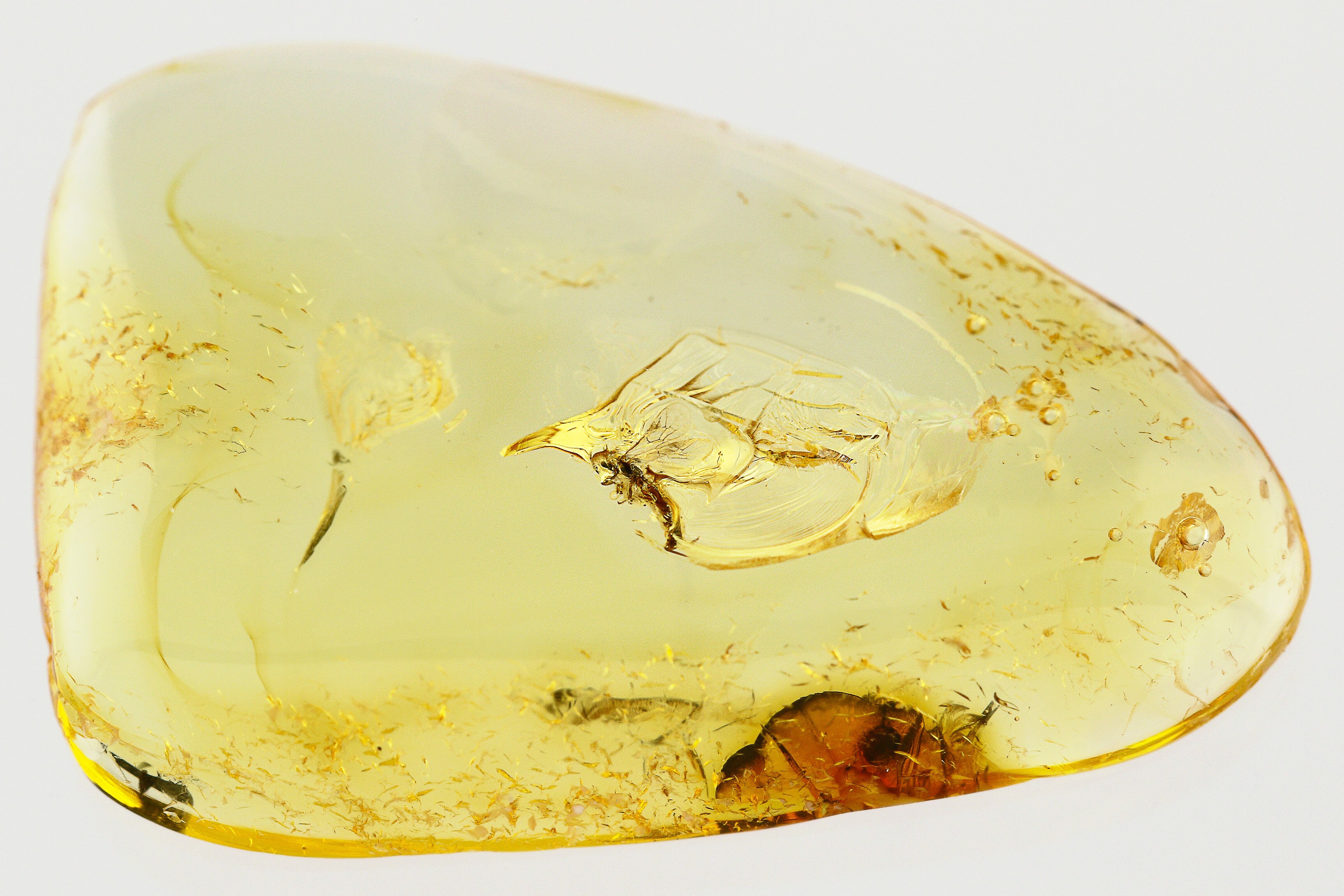 Detailed Fossil Ichneumon Wasp (Ichneumonidae) In Baltic Amber (#294322 ...