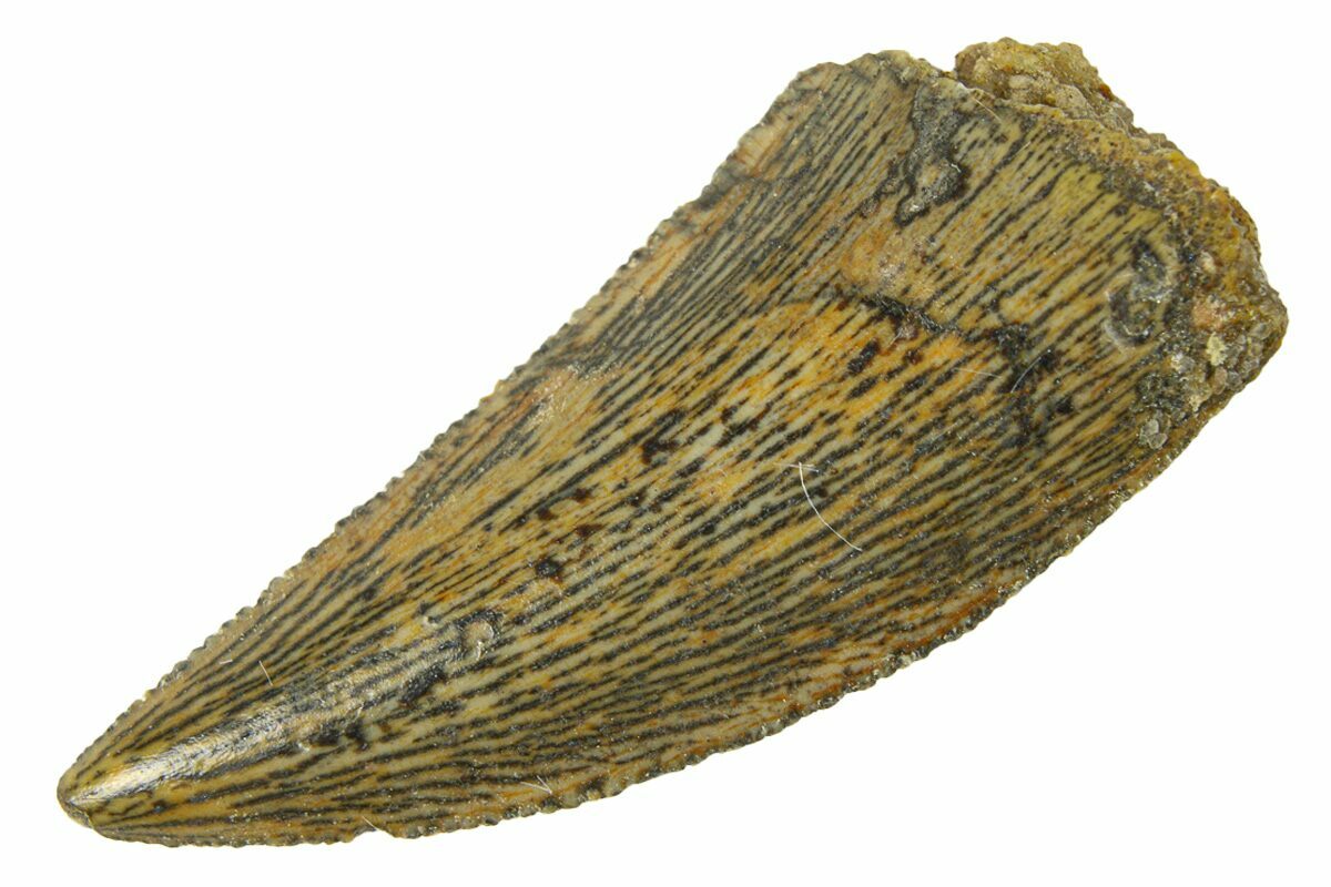 Serrated, .92" Raptor Tooth - Real Dinosaur Tooth (#294604) For Sale ...