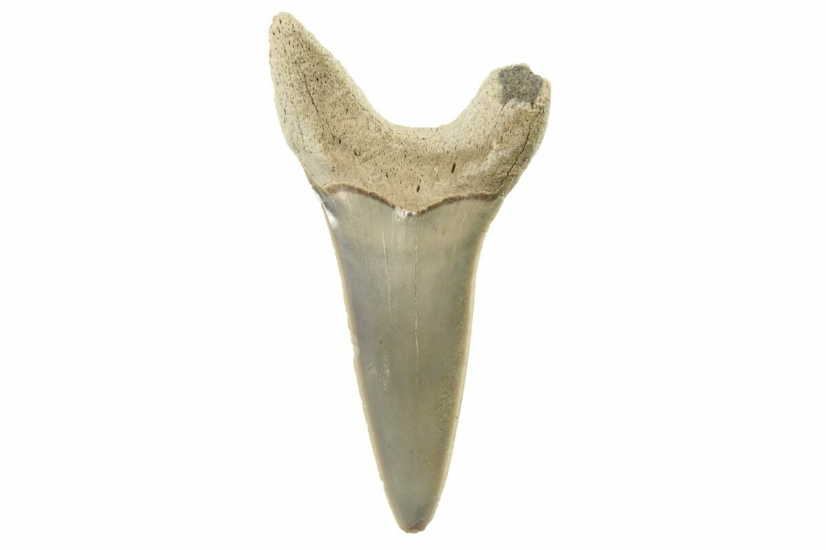 1.91" Fossil Shortfin Mako Tooth - Lee Creek (Aurora), NC (#294743) For ...