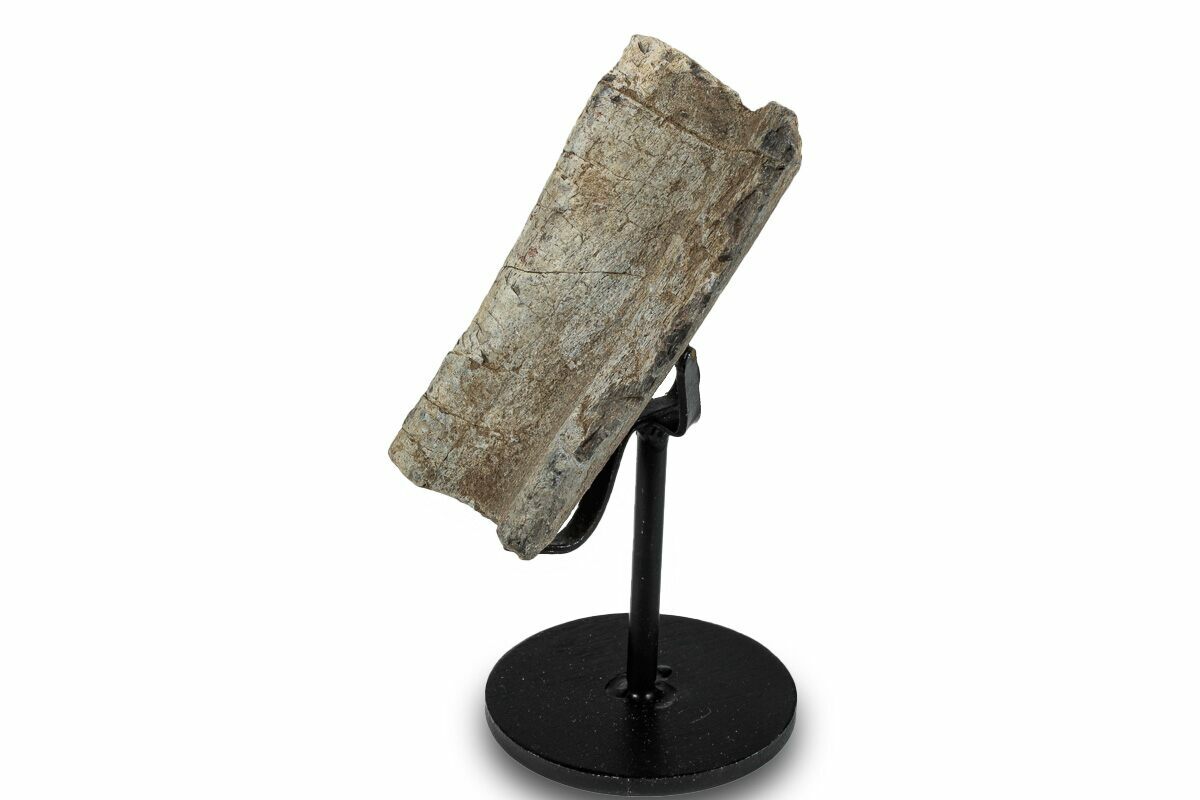3" Fossil Theropod Rib Section w/ Metal Stand - Colorado (#294827) For ...