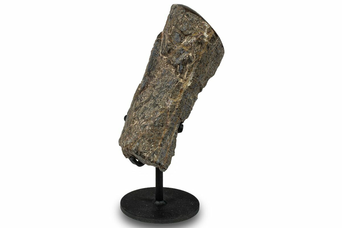 3.9" Polished Fossil Theropod Rib Section w/ Metal Stand - Gembone ...