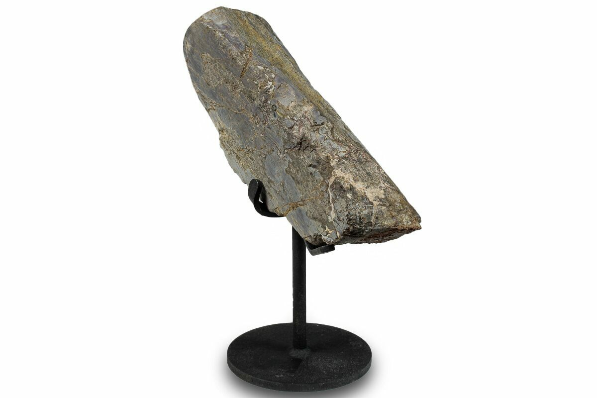 4.2" Polished Fossil Theropod Rib Section w/ Metal Stand - Gembone ...