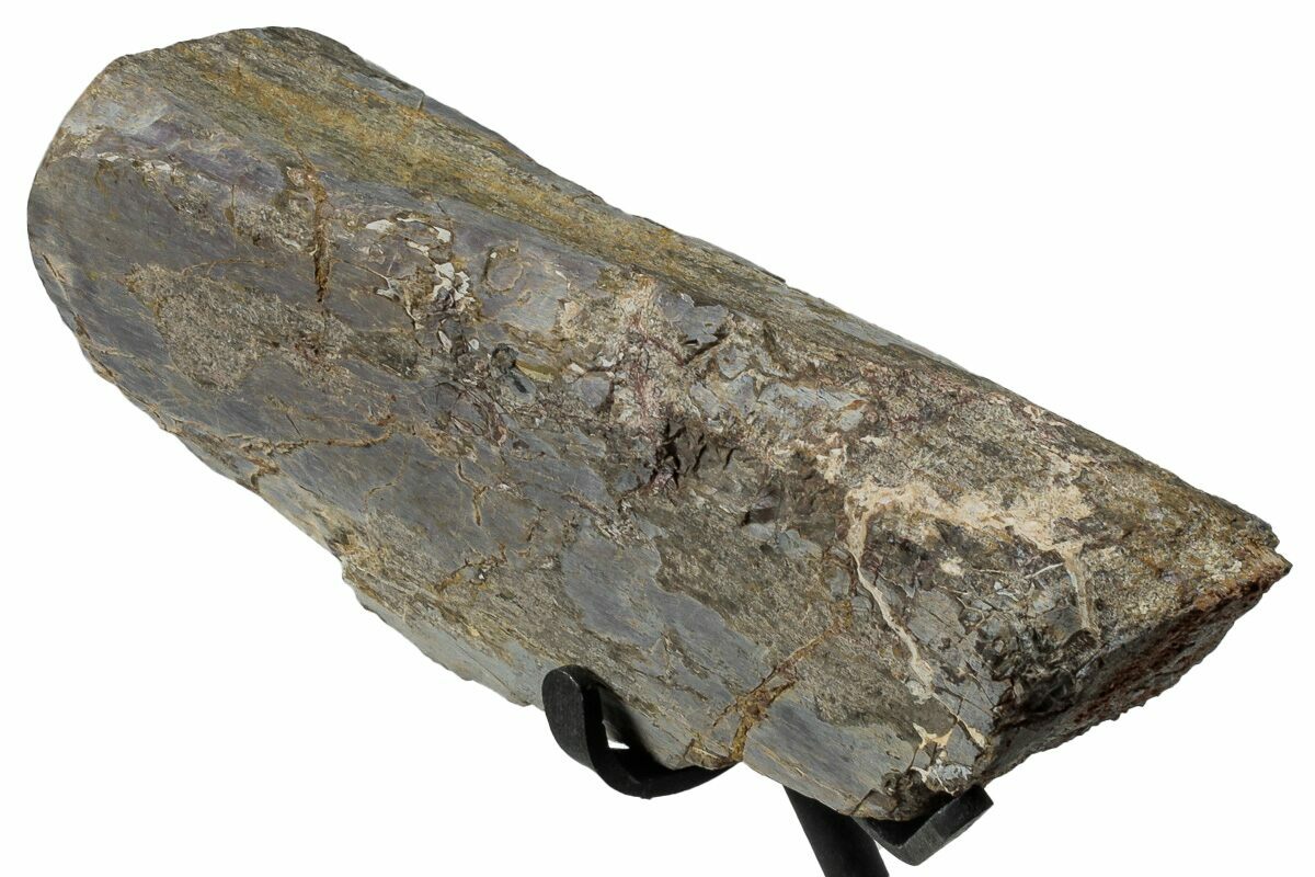 4.2" Polished Fossil Theropod Rib Section w/ Metal Stand - Gembone ...