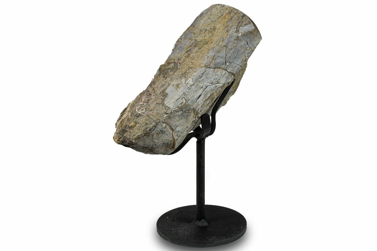 4.2" Polished Fossil Theropod Rib Section w/ Metal Stand - Gembone ...