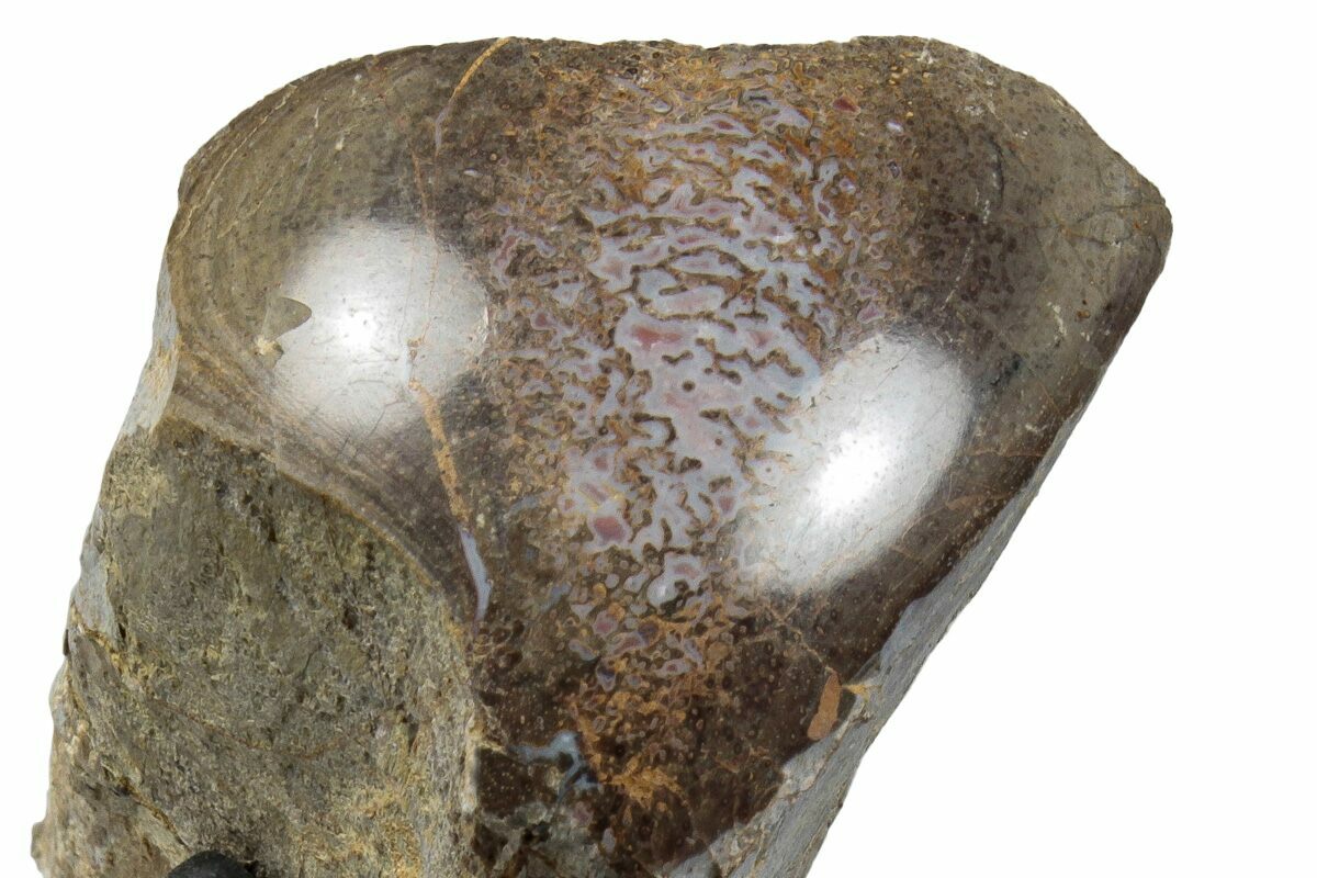 4.2" Polished Fossil Theropod Rib Section w/ Metal Stand - Gembone ...