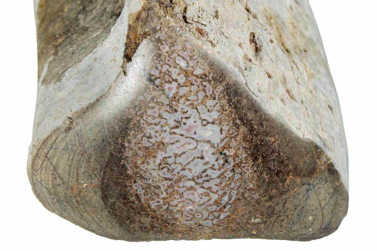 4.6" Polished Fossil Theropod Rib Section w/ Metal Stand - Gembone ...