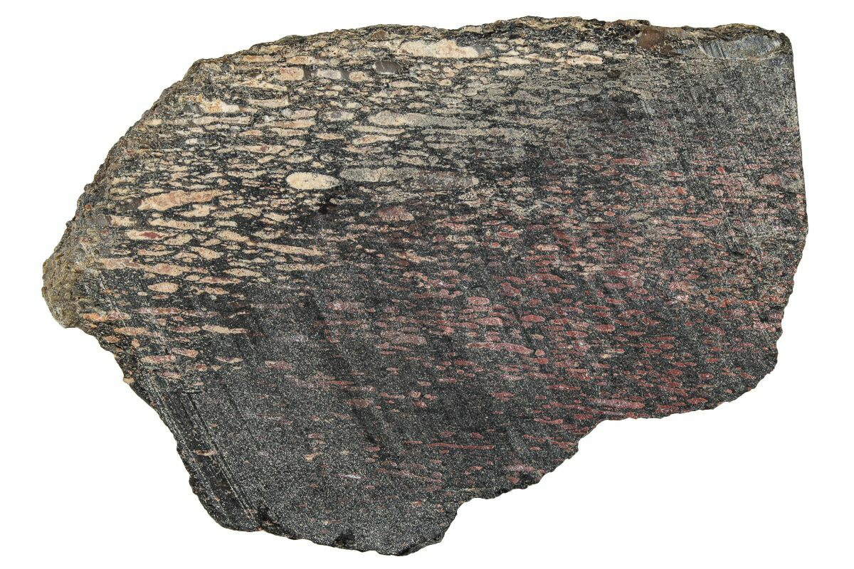 3" Dinosaur Bone (Gembone) Slice - Colorado (#286452) For Sale ...