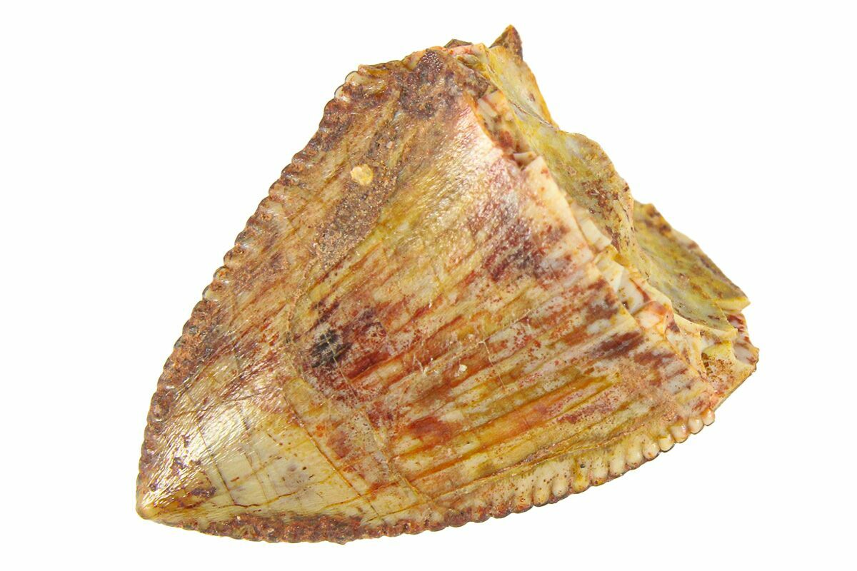 Serrated, .45" Fossil Phytosaur (Redondasaurus) Tooth - New Mexico ...