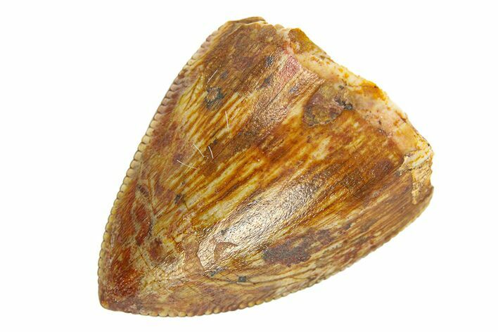 Serrated, .60" Fossil Phytosaur (Redondasaurus) Tooth - New Mexico ...