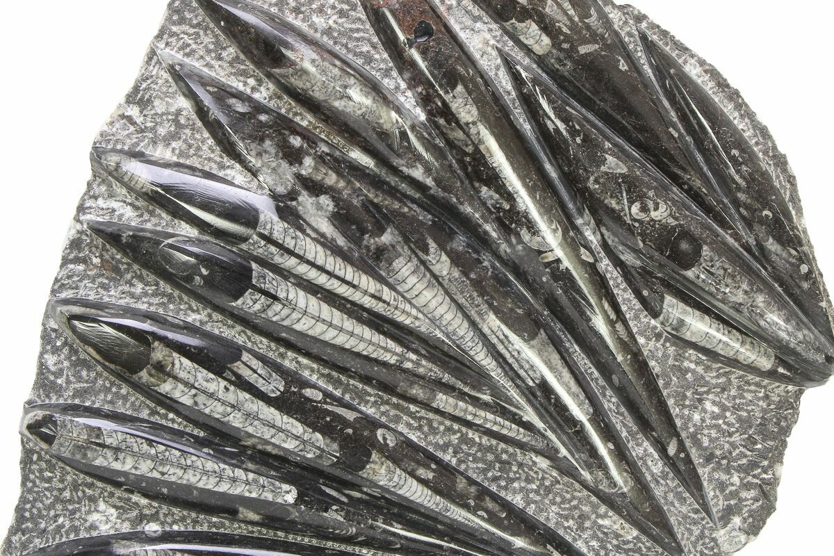 14" Polished Fossil Orthoceras (Cephalopod) Plate - Morocco (#294999) For Sale - FossilEra.com