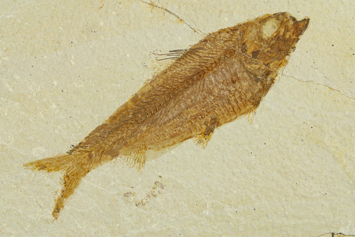 Bargain 4.55" Fossil Fish (Knightia) - Wyoming (#295693) For Sale ...