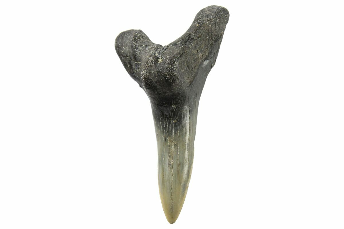 1.50" Snaggletooth Shark (Hemipristis) Lower Tooth - South Carolina ...