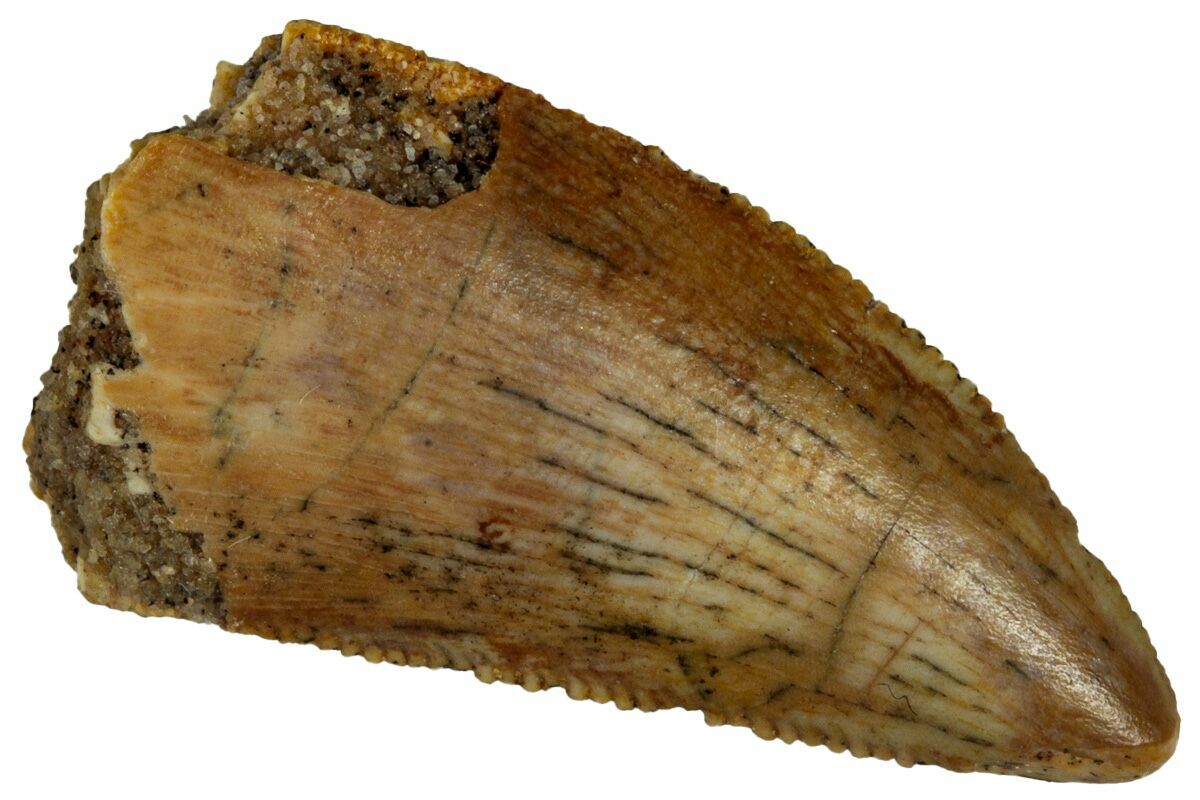 Serrated, .84" Raptor Tooth - Real Dinosaur Tooth (#295936) For Sale ...