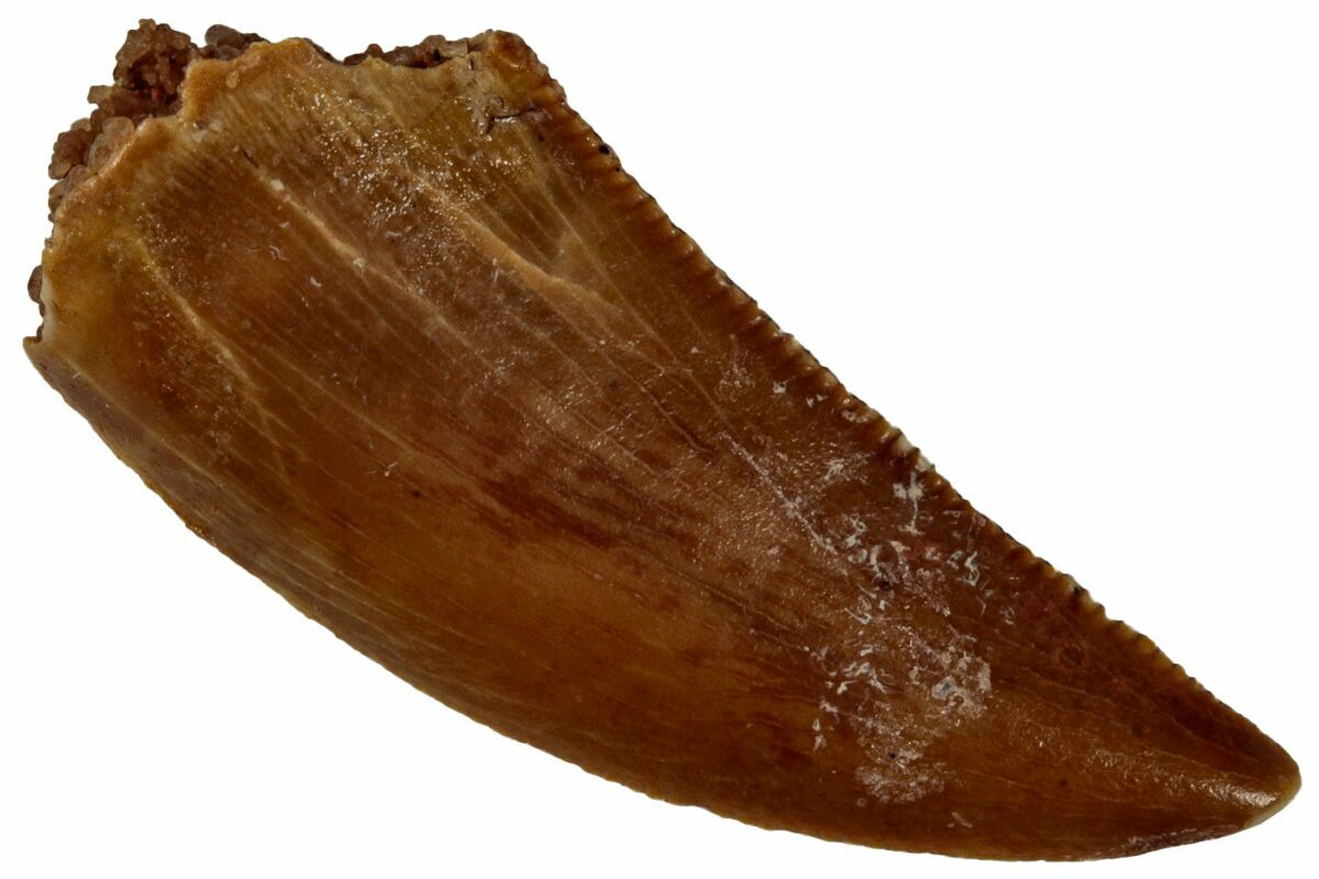 Serrated, .85" Raptor Tooth - Real Dinosaur Tooth (#295942) For Sale ...