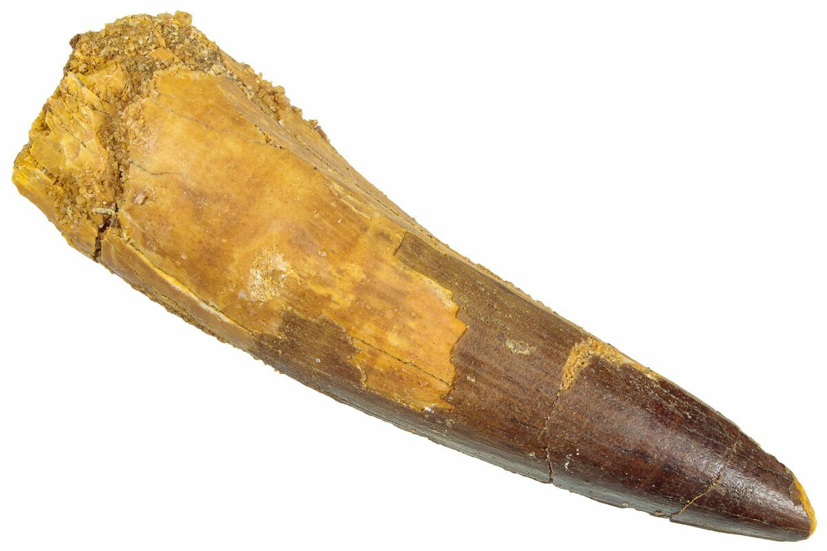 3.00" Fossil Spinosaurus Tooth - Real Dinosaur Tooth (#296547) For Sale ...