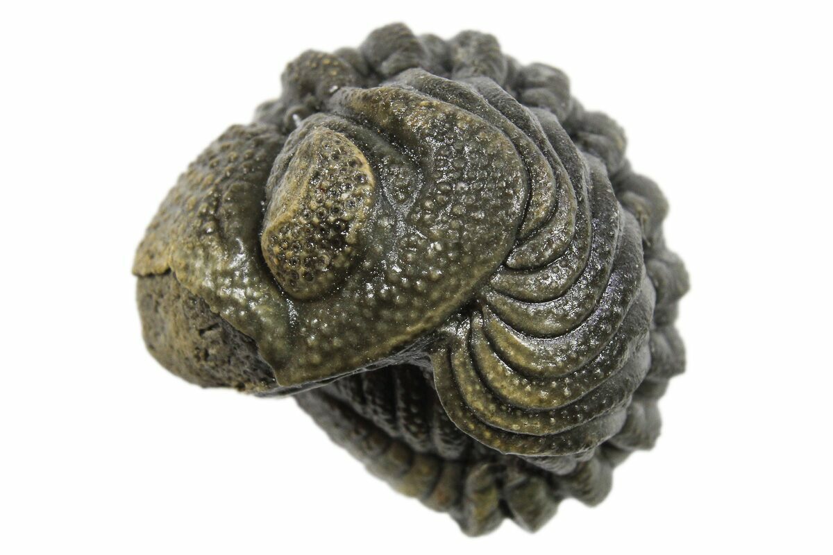 .7" Wide Enrolled Morocops Trilobite - Morocco (#296599) For Sale ...