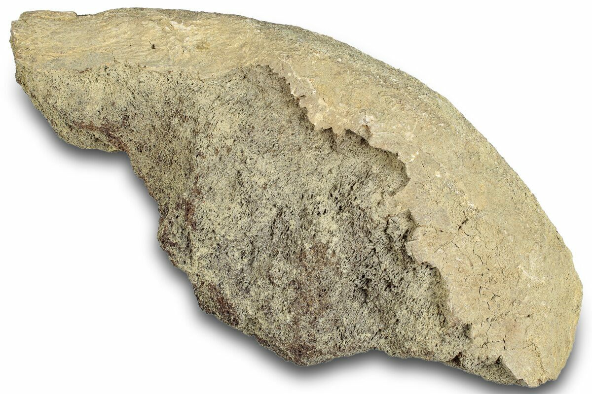 6.9" Dinosaur (Triceratops) Bone Section - Montana (#297074) For Sale ...