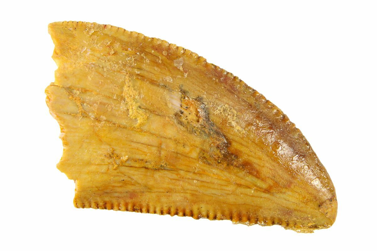 Serrated, .62" Raptor Tooth - Real Dinosaur Tooth (#297473) For Sale ...