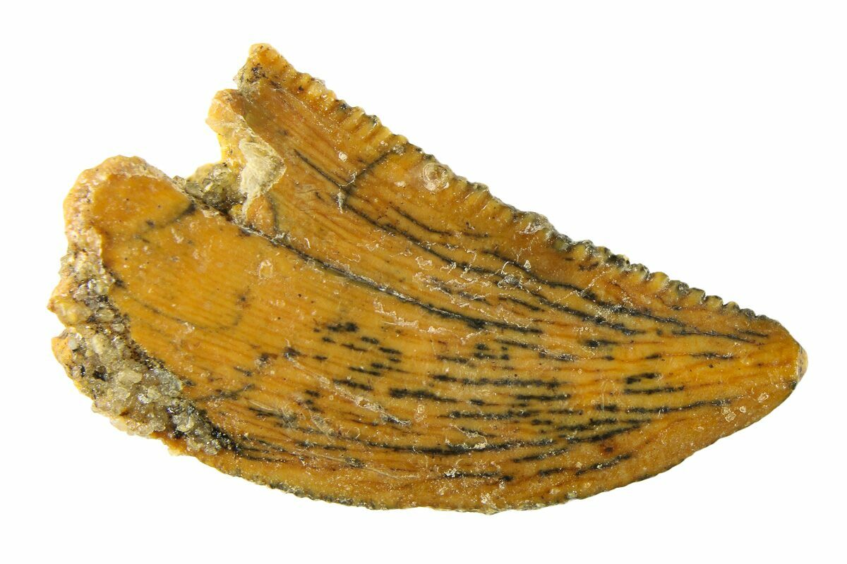 Serrated, .57" Raptor Tooth - Real Dinosaur Tooth (#297485) For Sale ...