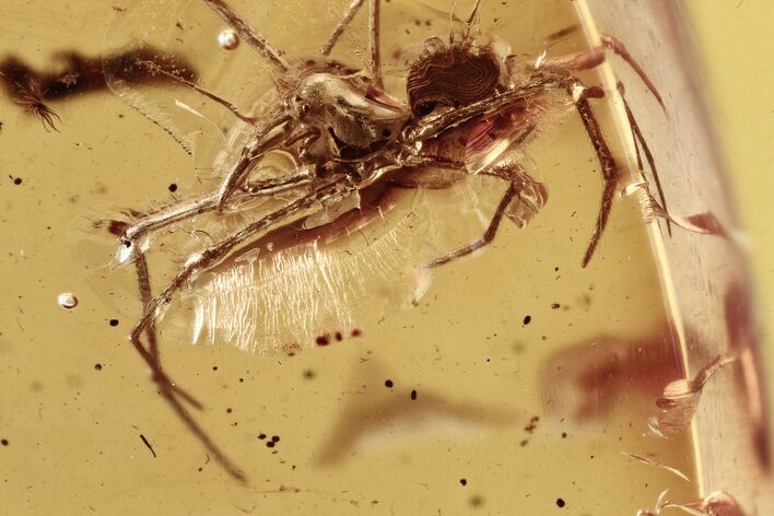 Detailed Fossil Assassin Spider (Archaeidae) In Baltic Amber (#296950 ...