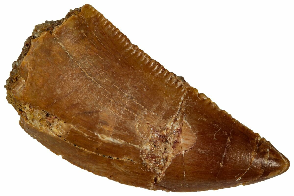 Serrated, .7" Raptor Tooth - Real Dinosaur Tooth (#296702) For Sale ...