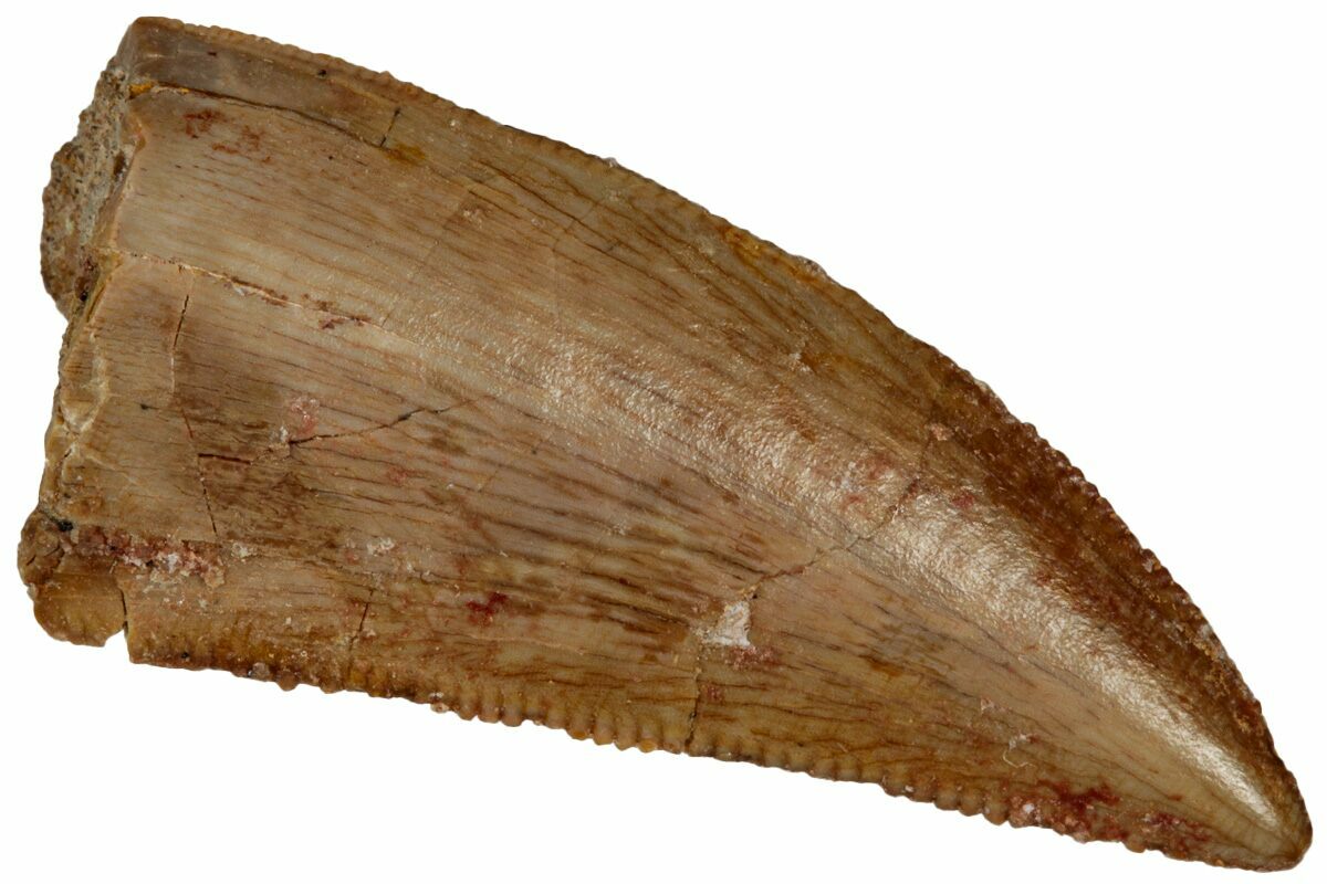 Serrated, .82" Raptor Tooth - Real Dinosaur Tooth (#296709) For Sale ...
