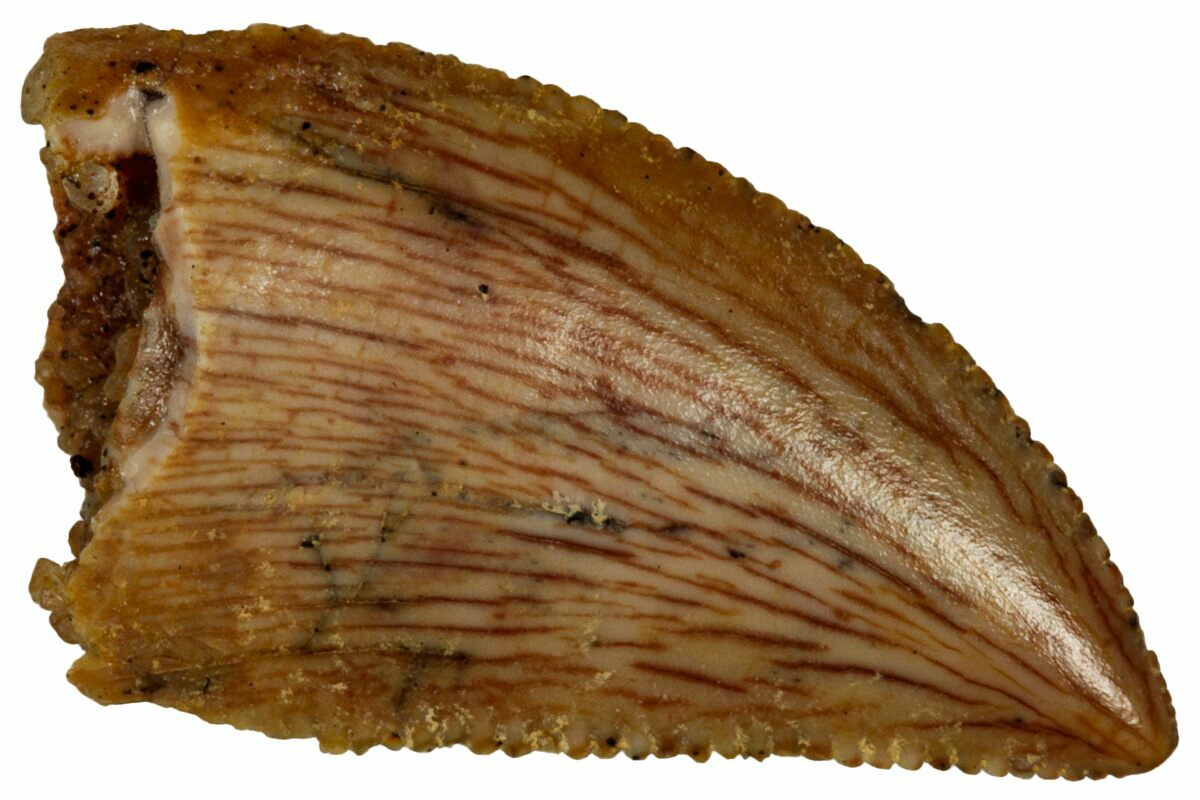 Serrated .61" Raptor Tooth - Real Dinosaur Tooth (#297787) For Sale ...
