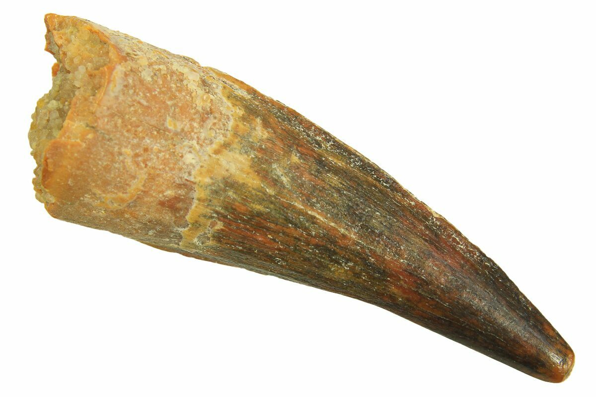 1.25" Juvenile Fossil Spinosaurus Tooth - Real Dinosaur Tooth (#296850 ...