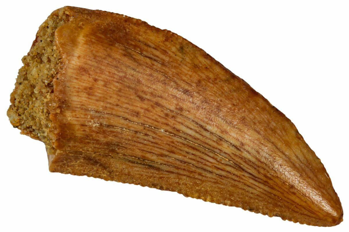 Serrated .70" Raptor Tooth - Real Dinosaur Tooth (#298198) For Sale ...