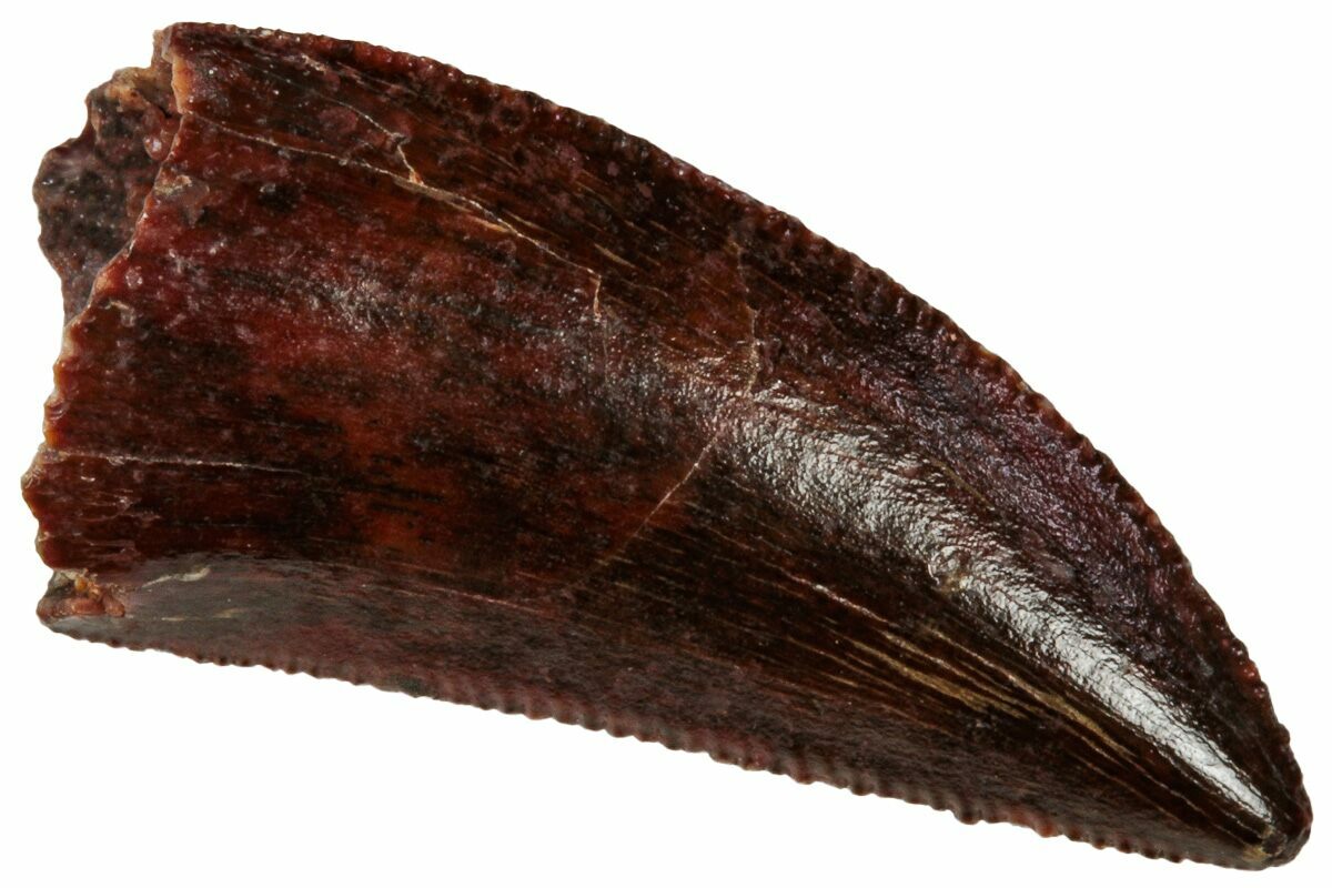 Serrated .77" Raptor Tooth - Real Dinosaur Tooth (#298206) For Sale ...