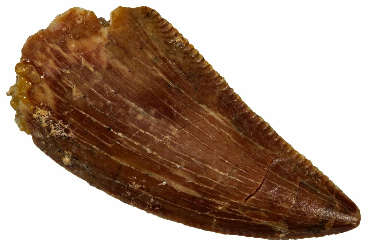 Serrated .72" Raptor Tooth - Real Dinosaur Tooth (#298144) For Sale ...