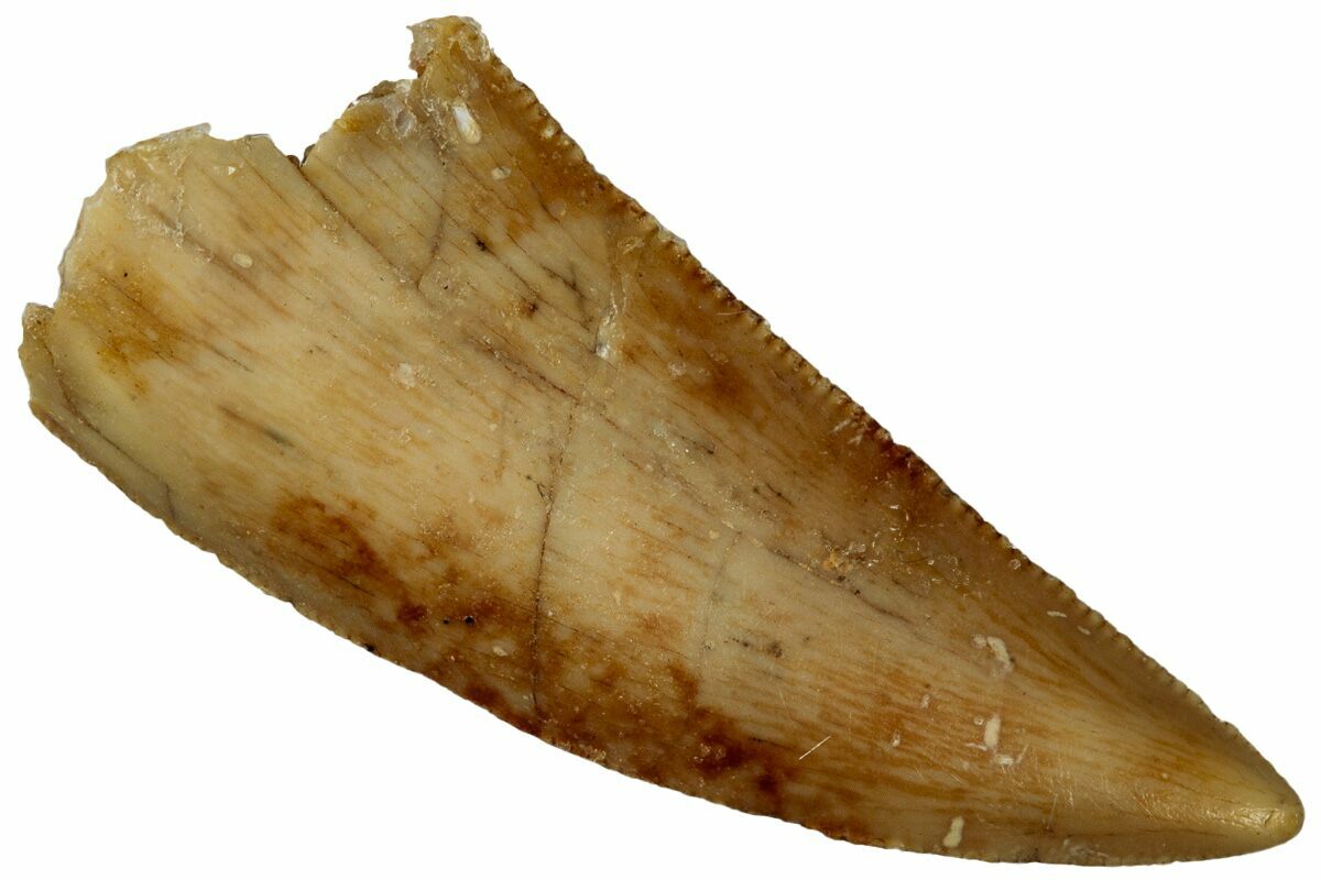 Serrated .97" Raptor Tooth - Real Dinosaur Tooth (#298150) For Sale ...