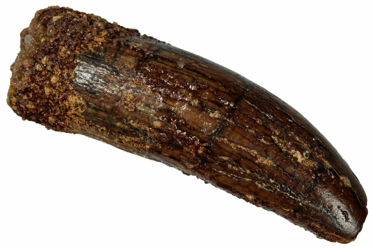 1.34" Fossil Sauropod Dinosaur (Titanosaur) Tooth - Morocco (#298503 ...