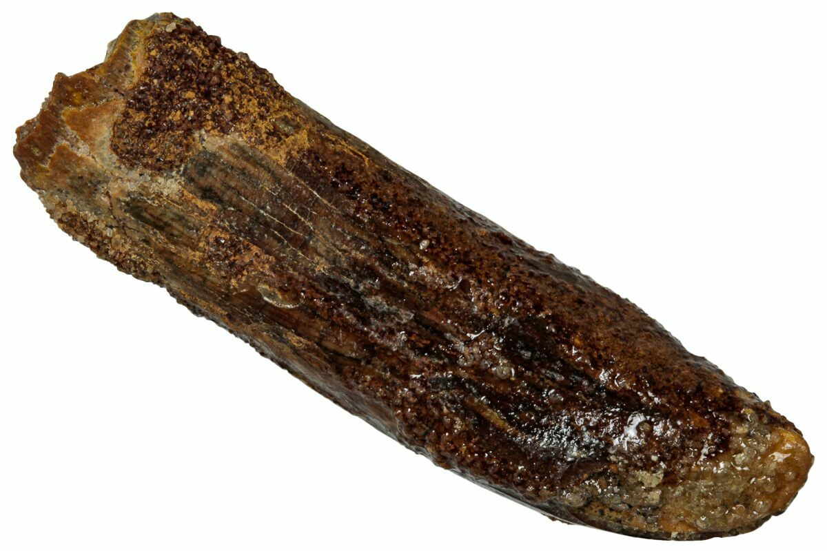 1.34" Fossil Sauropod Dinosaur (Titanosaur) Tooth - Morocco (#298503 ...