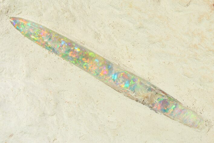 Pair of Opal Replaced Belemnite (Peratobelus) Fossils - Australia ...