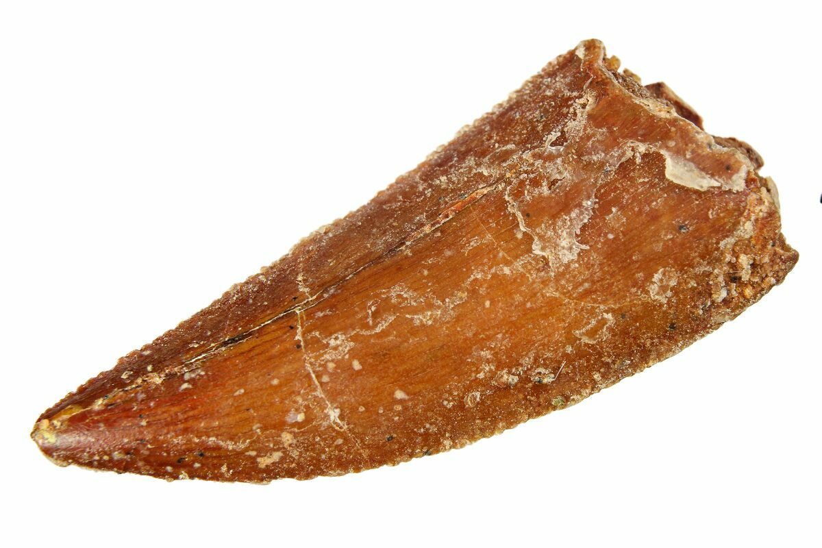 Serrated .9" Raptor Tooth - Real Dinosaur Tooth (#297529) For Sale ...