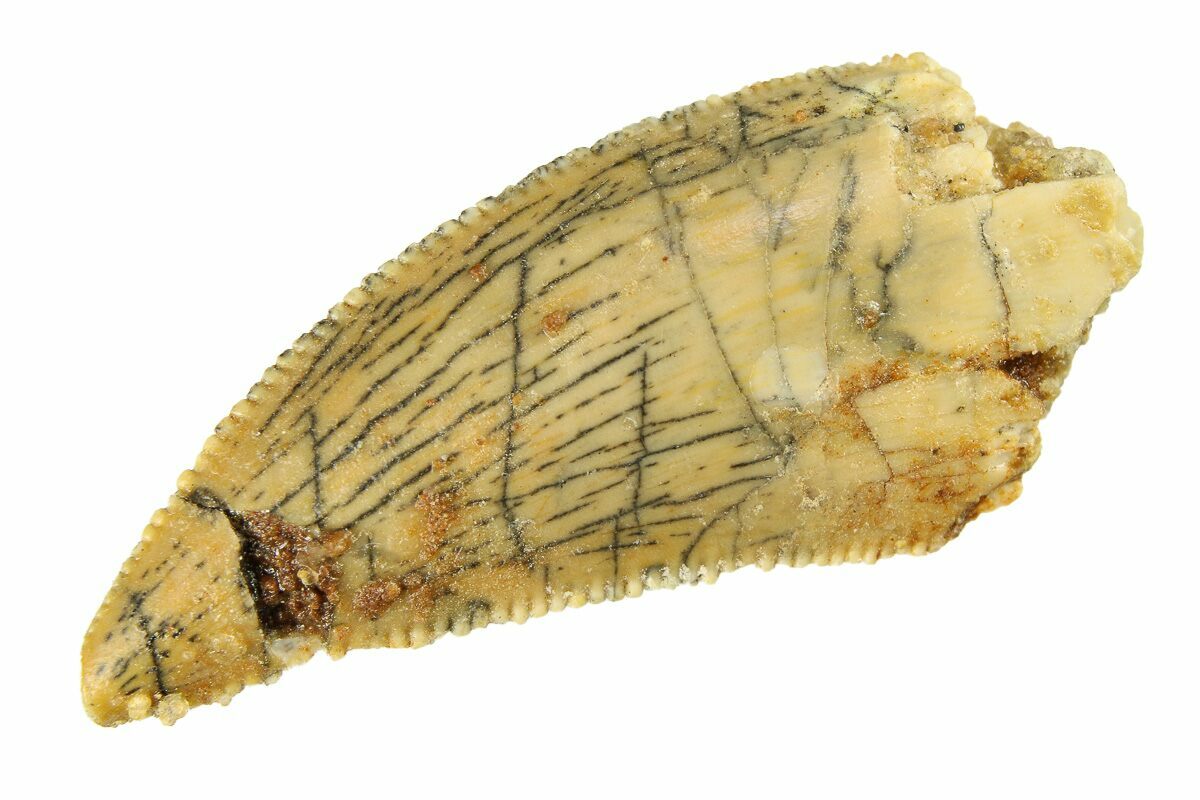 Serrated .88" Raptor Tooth - Real Dinosaur Tooth (#297535) For Sale ...