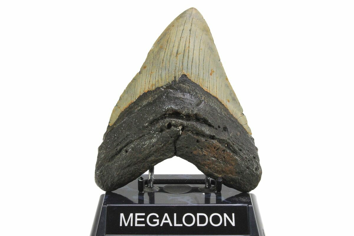 5.52" Fossil Megalodon Tooth - Huge NC Meg (#298789) For Sale ...