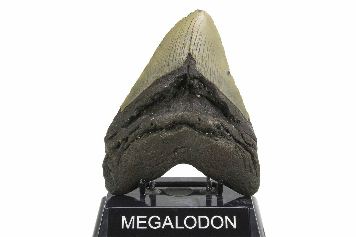 Bargain, 5.62" Fossil Megalodon Tooth - Huge NC Meg (#298797) For Sale ...