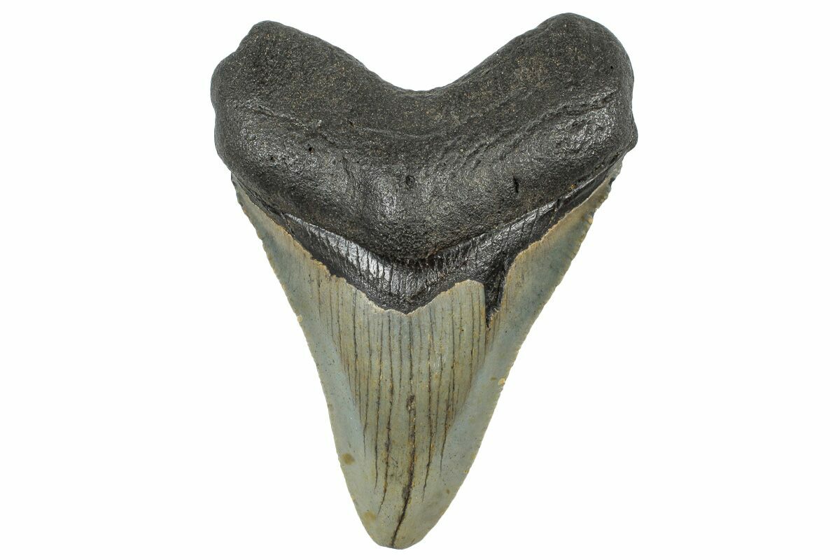 Serrated, 3.70" Fossil Megalodon Tooth - North Carolina (#298888) For ...