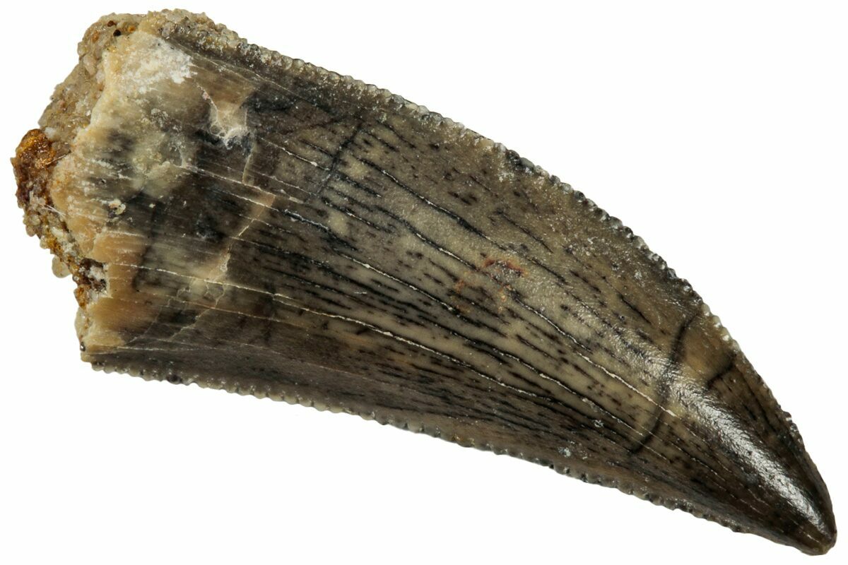 Serrated .85" Raptor Tooth - Real Dinosaur Tooth (#297557) For Sale ...